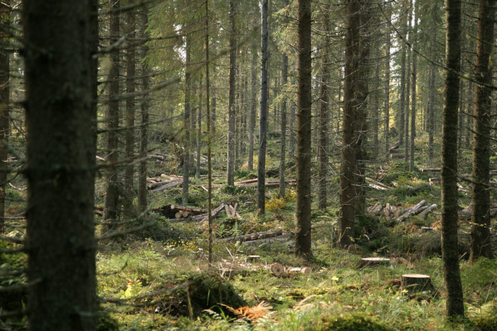 More than four out of five Finnish trees are the result of natural ...