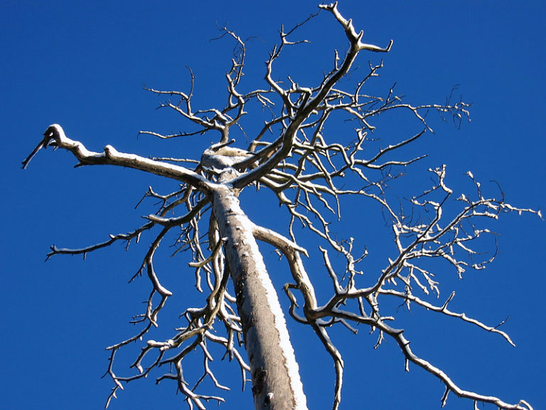 More and more decayed wood in Finnish forests - Forest.fi