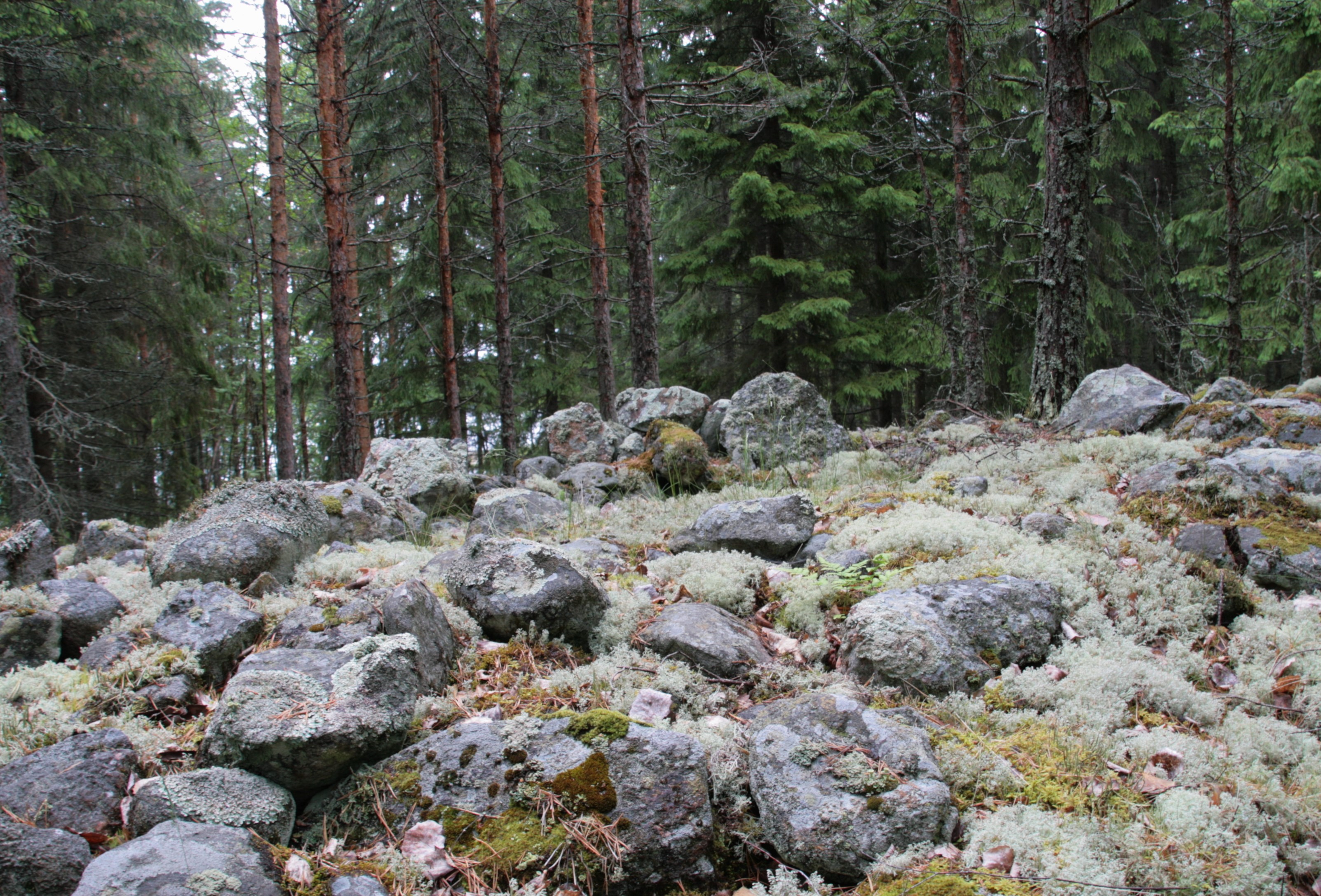 Finns have utilised their forests since the Stone Age - Forest.fi