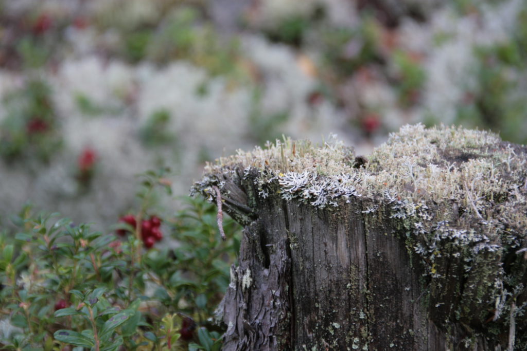 New study reveals: 12 percent of Finnish forests are protected - Forest.fi