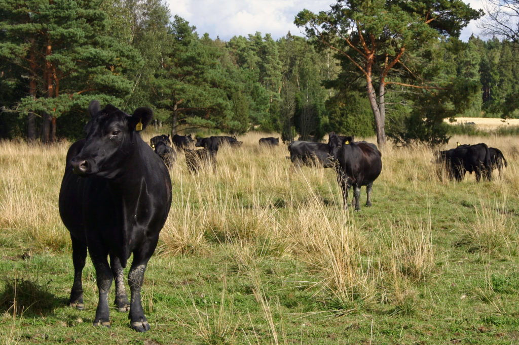 Woodland pastures return to rural landscape - Forest.fi