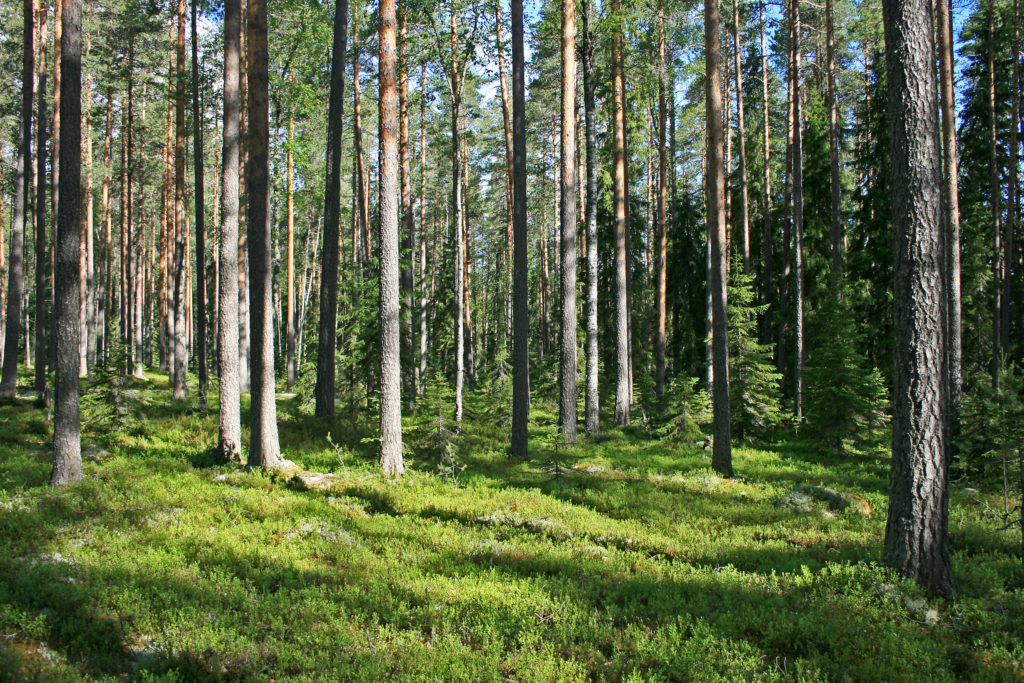 Harvesting may also improve the landscape – commercial forest may be ...