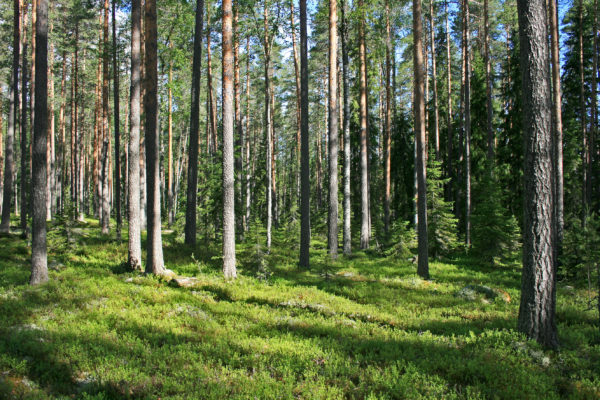 Harvesting may also improve the landscape – commercial forest may be ...