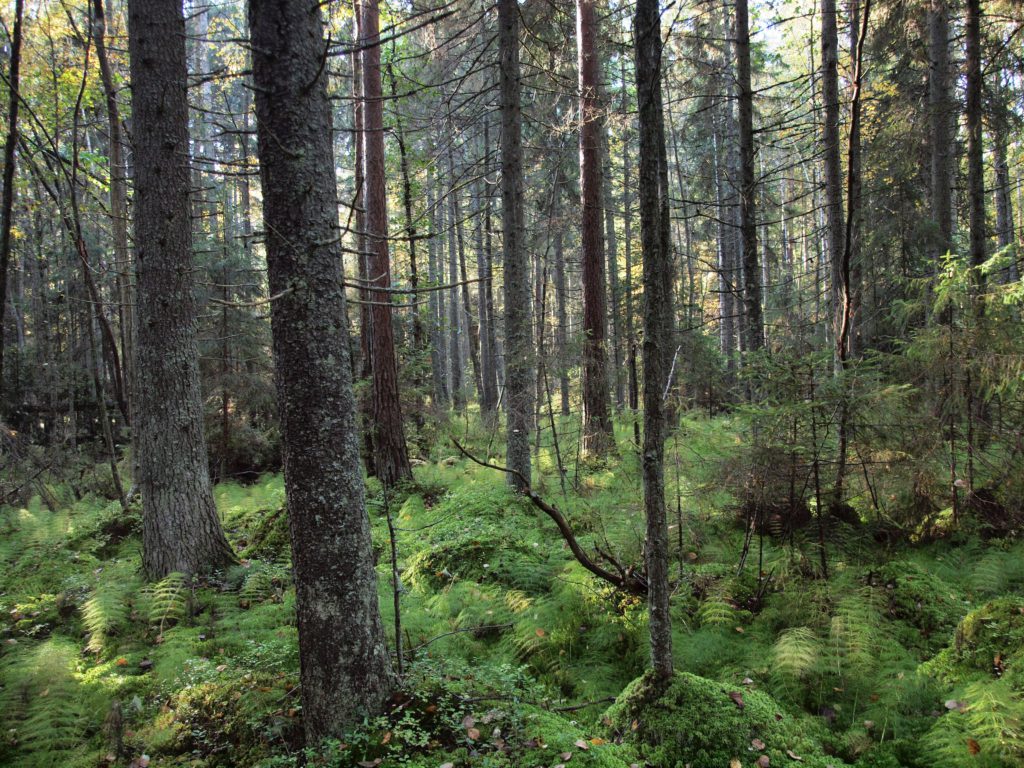 Decaying wood in Finnish forests increases rapidly – biodiversity and ...