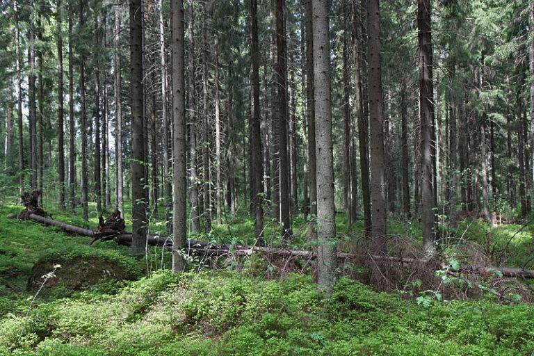 Endangered forest species fare better than others - some indicators ...