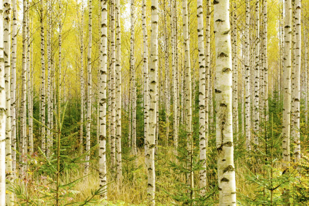 Forest Resource Data To Be Based On A New Unit Forestfi 1522