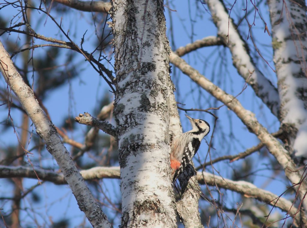 Forest species less endangered than before - Forest.fi