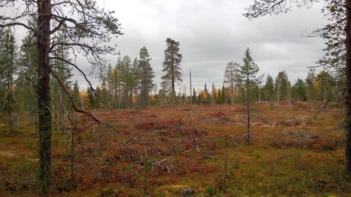 Not just clearcutting – Finnish state forests are harvested by twelve ...
