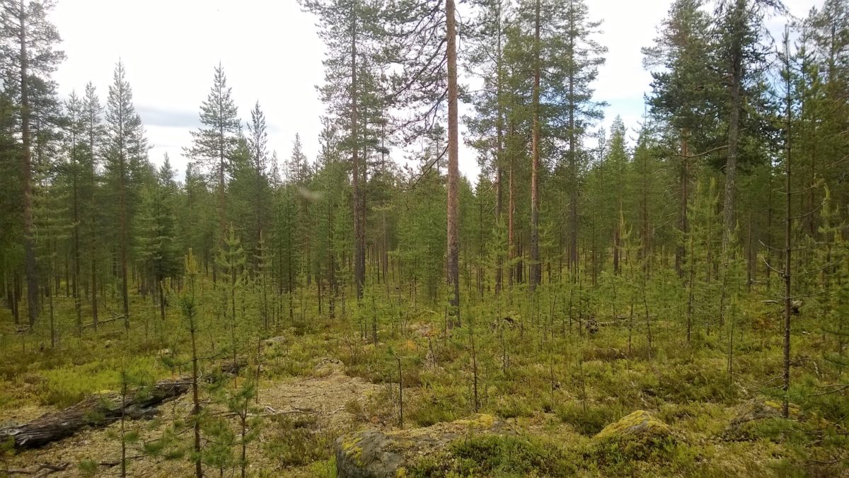 Not just clearcutting – Finnish state forests are harvested by twelve ...