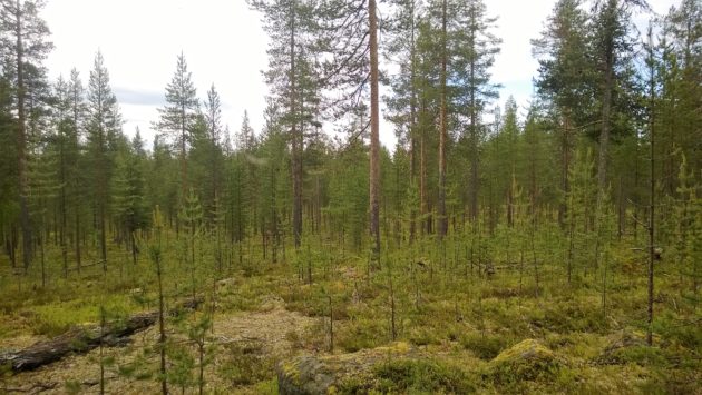 Not just clearcutting – Finnish state forests are harvested by twelve ...
