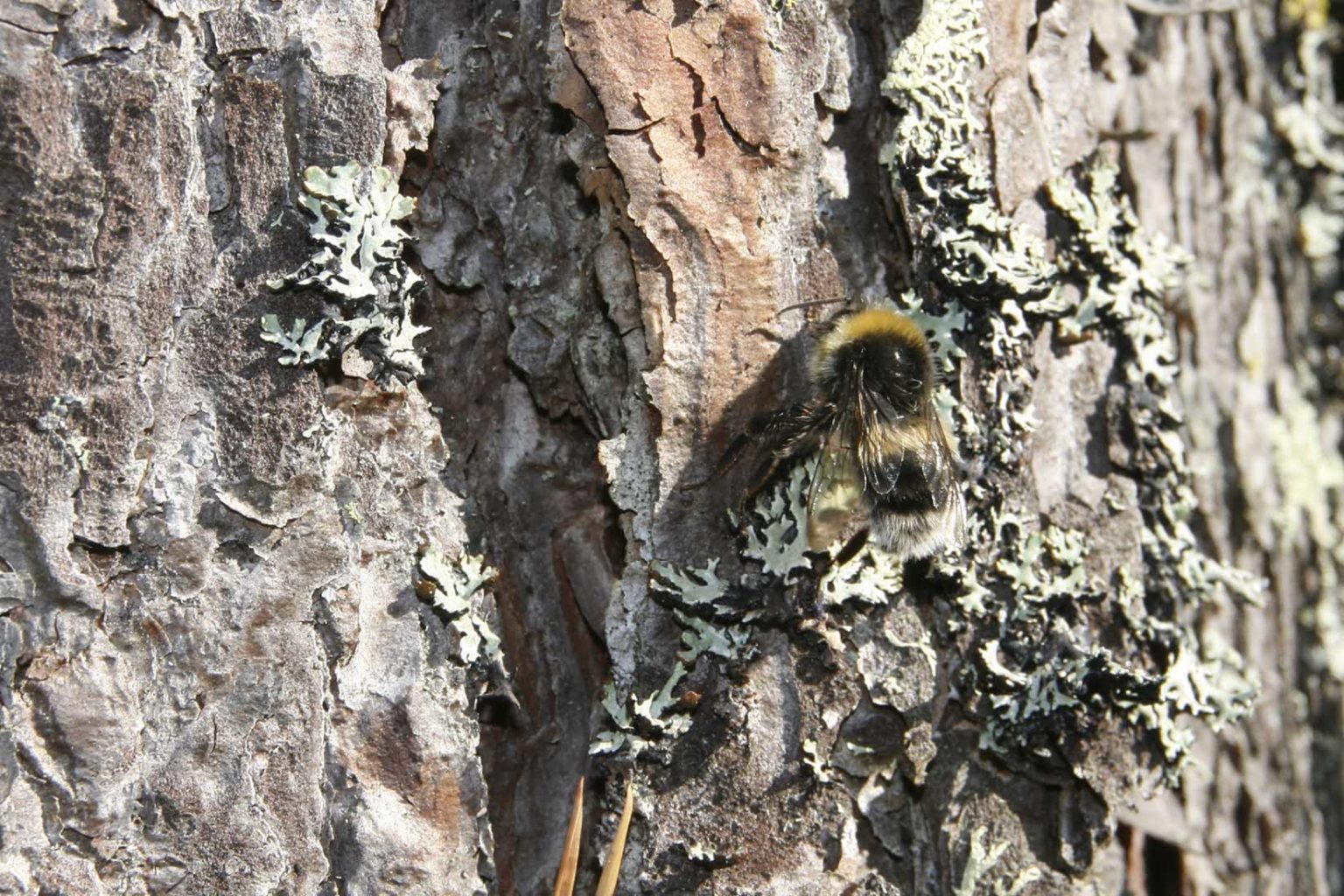 Vitally important pollinators should be looked after in commercial ...