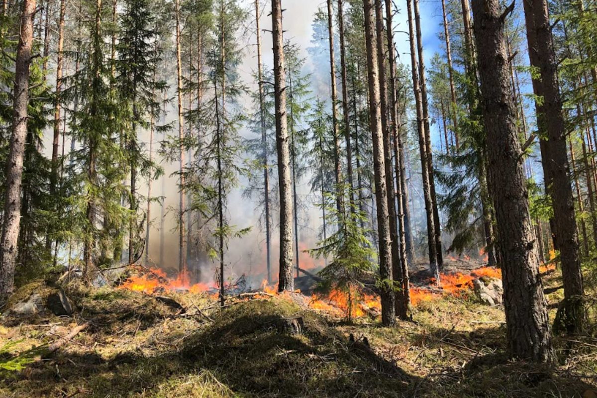 Research promises revolutionary technology for preventing forest fires ...