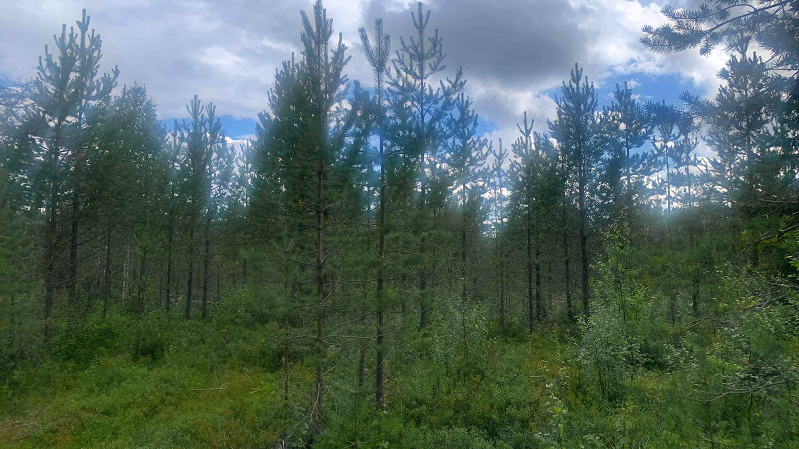 These images show the development of clear-felling sites in 1, 17, 19 ...