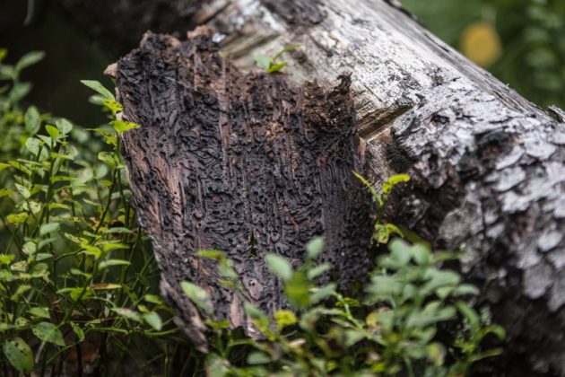 Näin tunnistat vaarallisen puun pihalla ja metsässä: 8 + 7 merkkiä ...