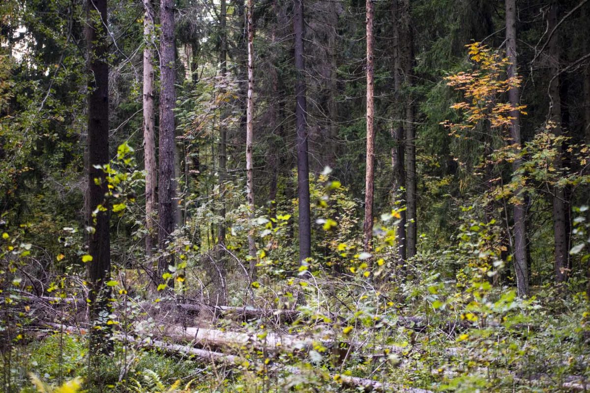 Näin tunnistat vaarallisen puun pihalla ja metsässä: 8 + 7 merkkiä ...