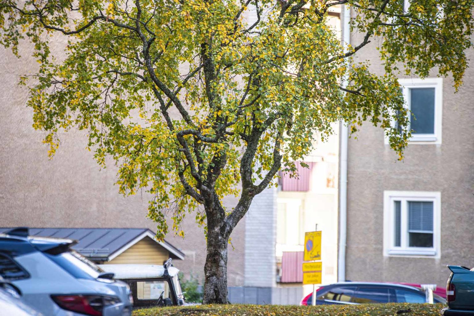 Näin tunnistat vaarallisen puun pihalla ja metsässä: 8 + 7 merkkiä ...