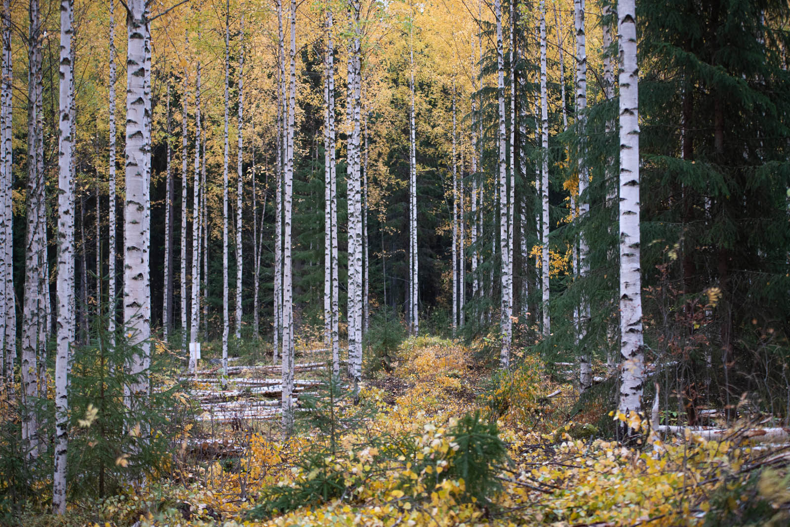 Nature management in commercial forests is important because most ...