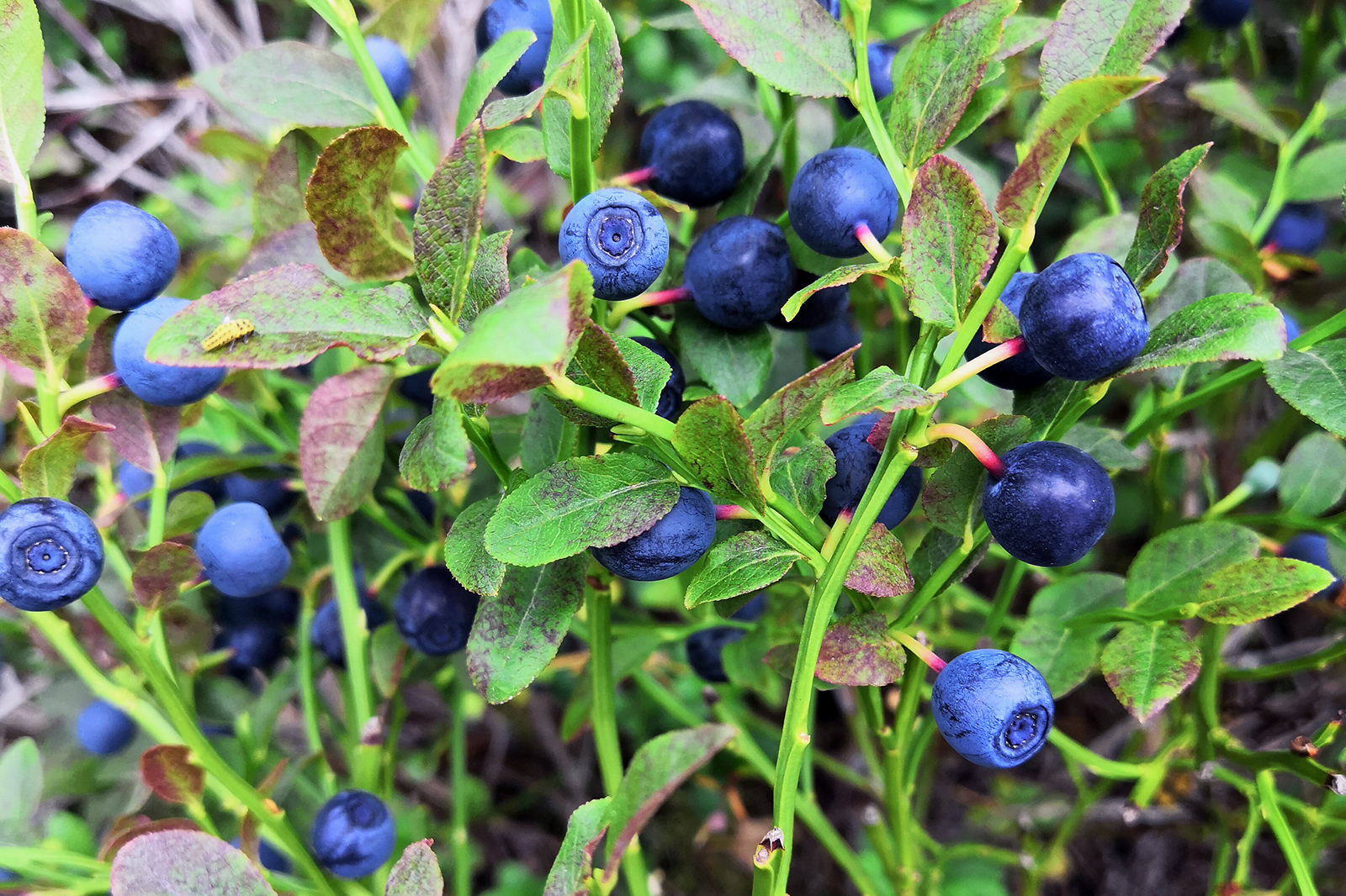 Five facts about the bilberry – not only superfood, but also a ...