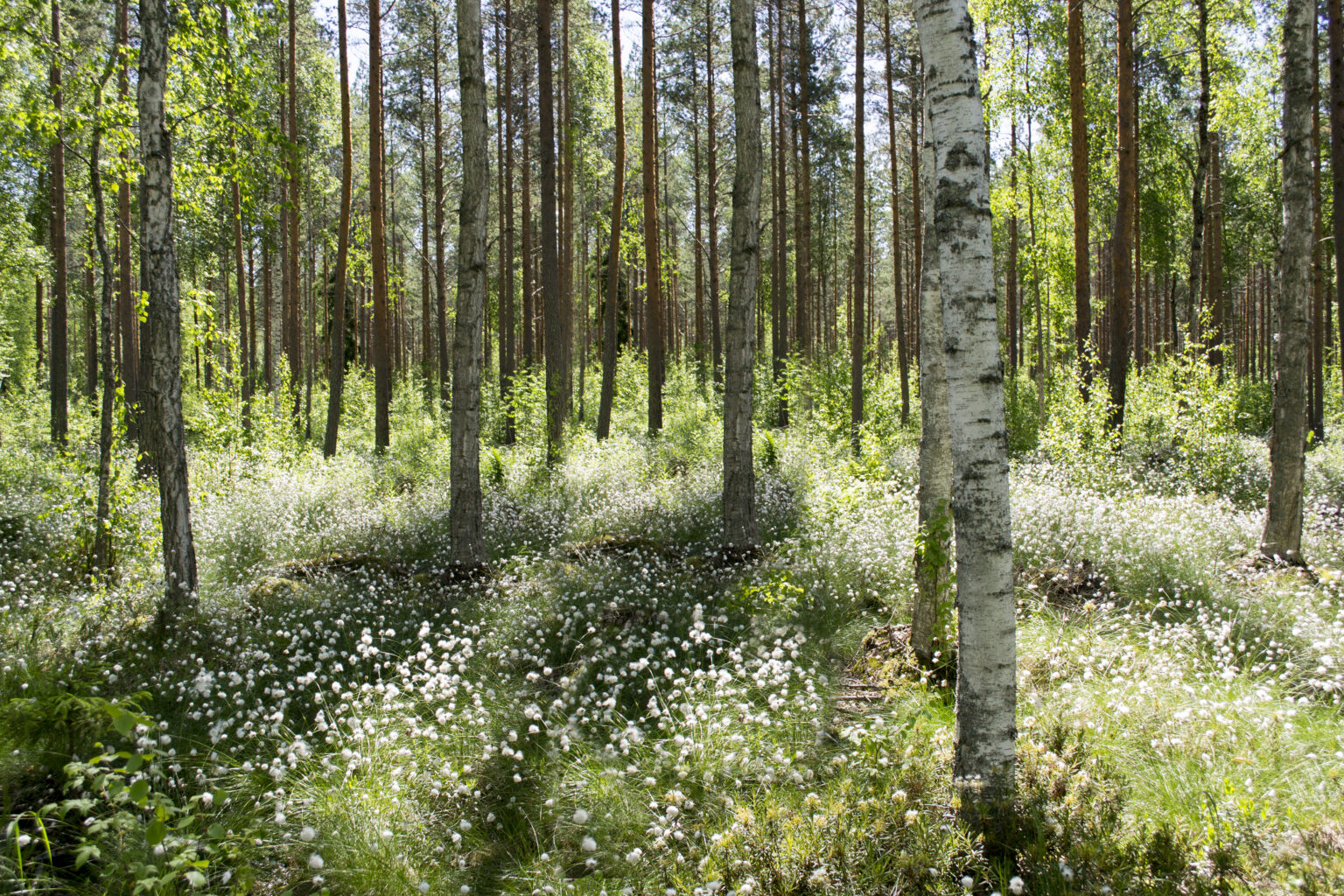 Forest biodiversity and nature management are a massive combination ...