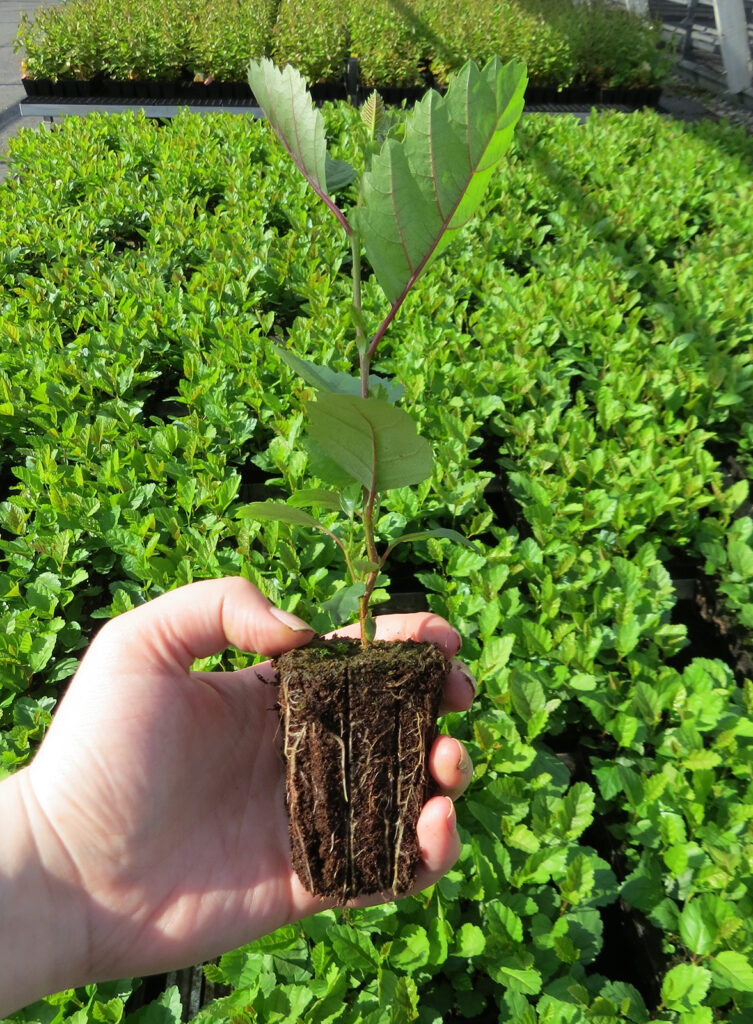 Tervalepän taimi. Kuva: Katri Himanen