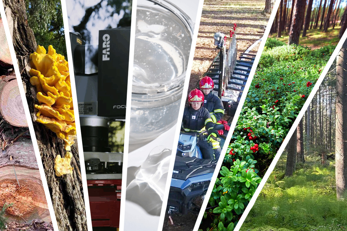 Forest destruction, the future of tree species, and the accelerating ...