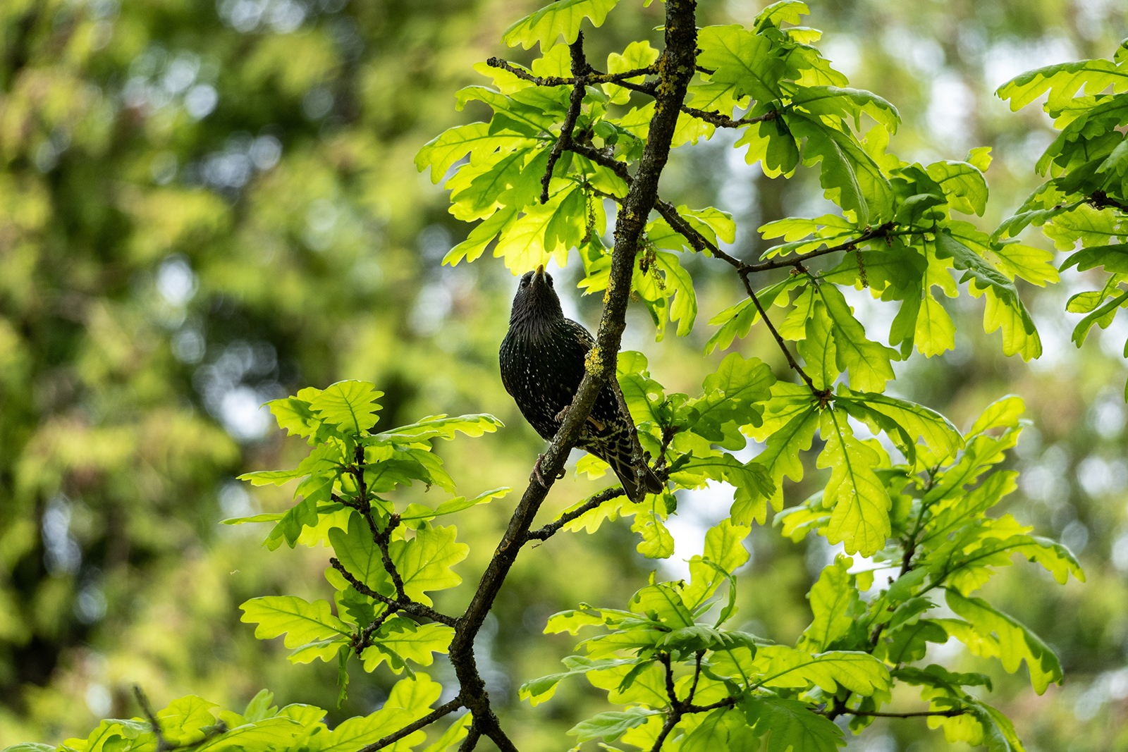 European Starling Bird Perched on Oak Tree Branch in Spring Forest with ...